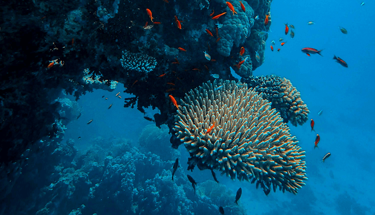 The Future of Marine Habitat Mapping